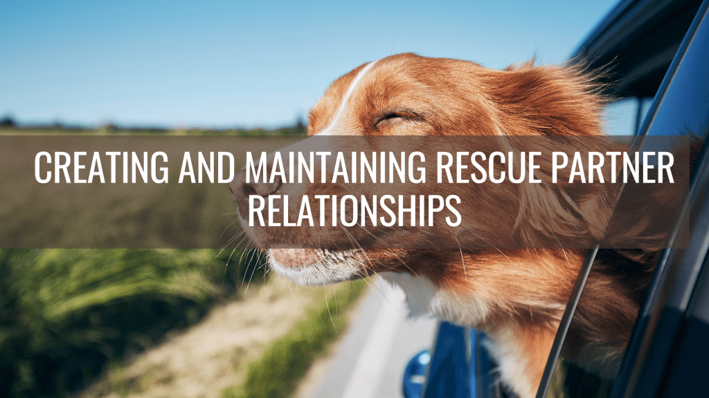 Create and maintain rescue partner relationships - Rescue Allies Inc.