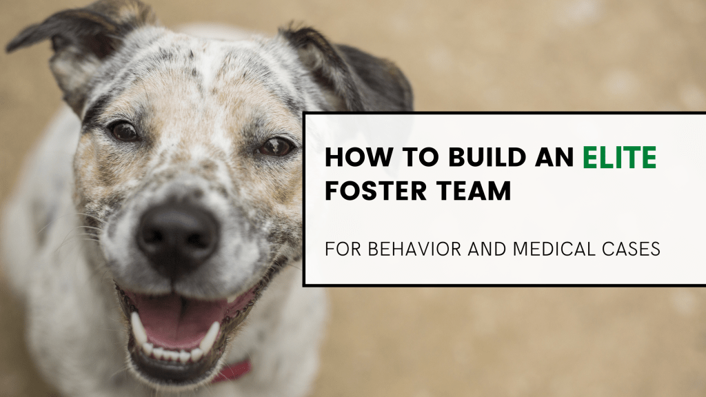 Building an elite foster team - Rescue Allies Inc.